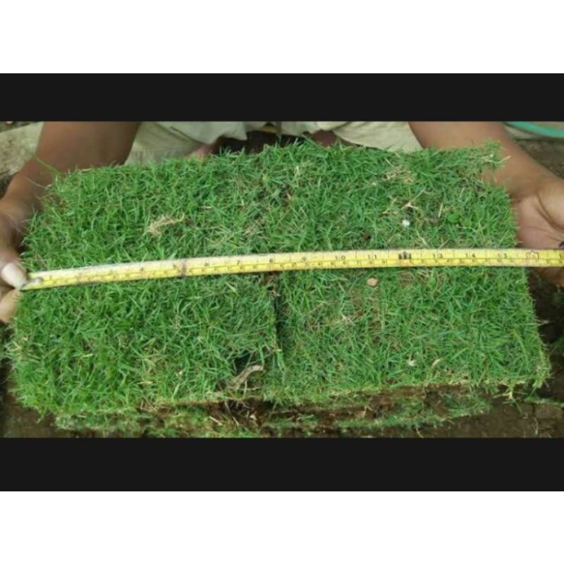 Jual rumput jepang makam/kuburan full untuk 1 makam | Shopee Indonesia