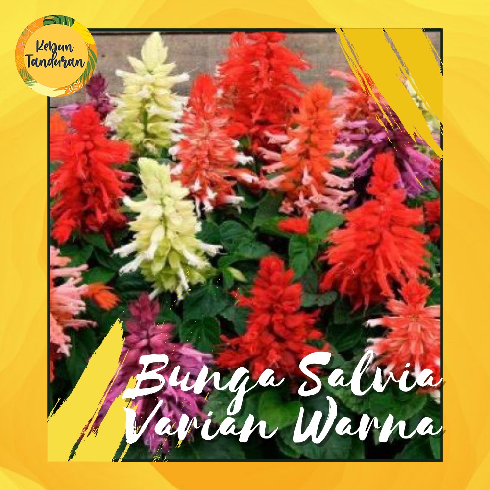 Jual Bibit Tanaman Hias Bunga Salvia Berbagai Macam Warna Kondisi ...