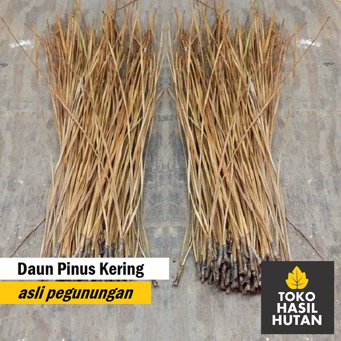 Jual Daun Pinus Kering 200 Gram Bahan Hiasan Rustic / Sarang Burung ...