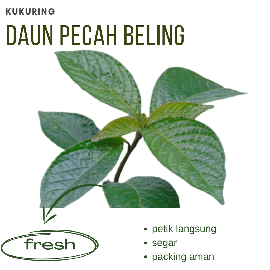 Jual KUKURING Daun Keji Beling / Pecah Beling Segar - Herbal Batu ...