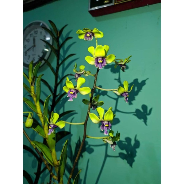 Jual Anggrek Besi papua | dendrobium violaceoflavens|Sepesies papaua ...