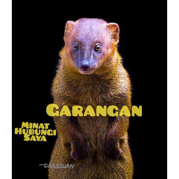 Jual Garangan | Shopee Indonesia