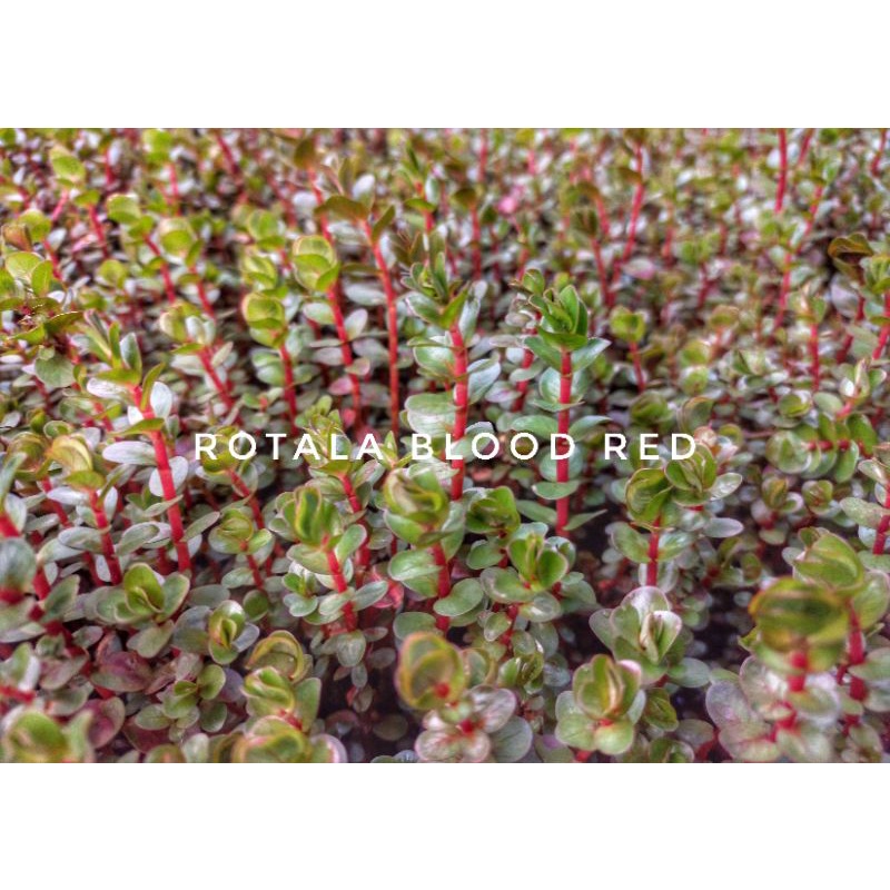 Jual Rotala Blood Red (10 batang) - Tanaman Stem Aquascape (Stemplant ...