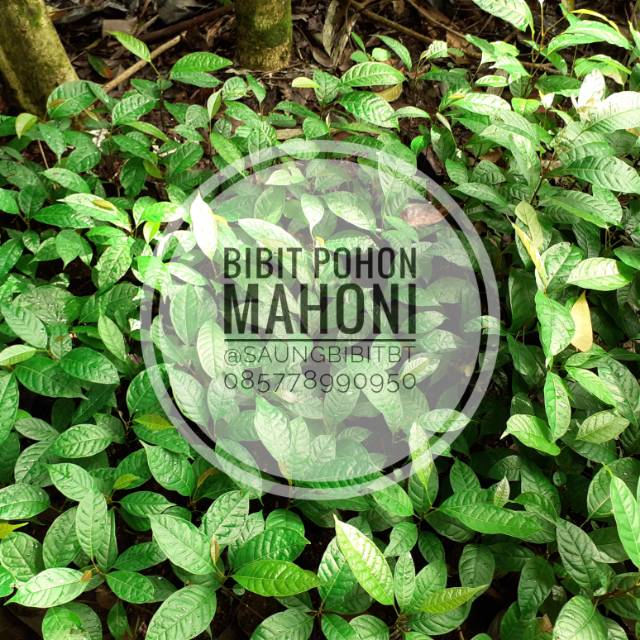 Jual Bibit Pohon Mahoni - Tanaman Pelindung Mahoni - Kayu Mahoni ...