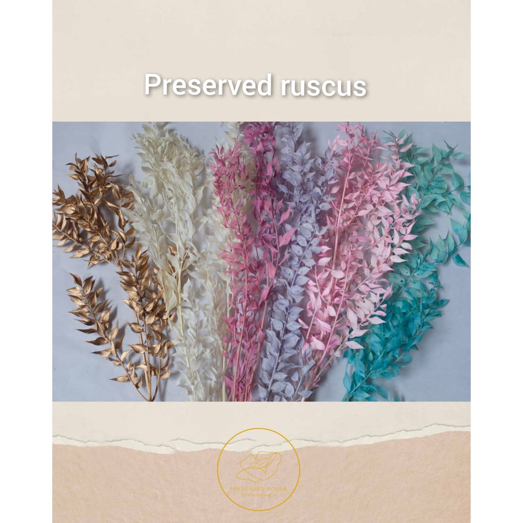 Jual Daun Ruscus Italian Per Pack | Shopee Indonesia