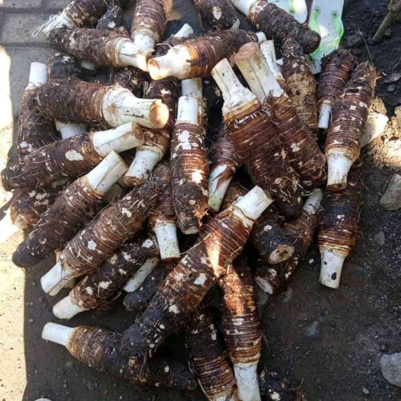 Jual TALAS BOGOR 1 KG TALAS KIMPUL HIJAU TALAS PULEN TALAS GAJAH KRIPIK ...