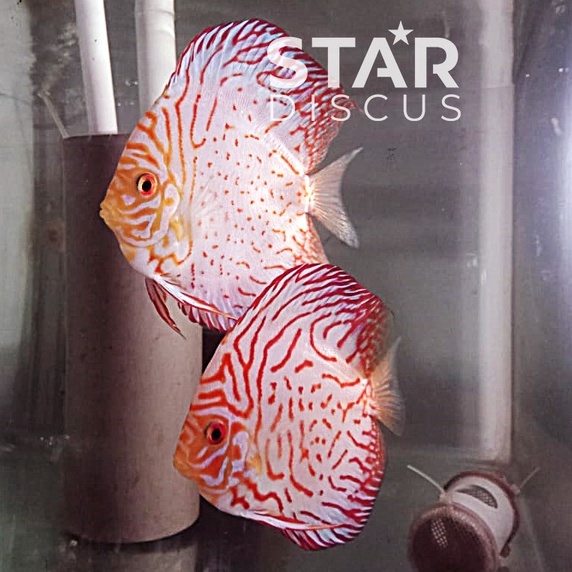 Jual Discus Pair (pasangan) Pigeon Montana 4 inch dan Pigeon Tiger 4 ...