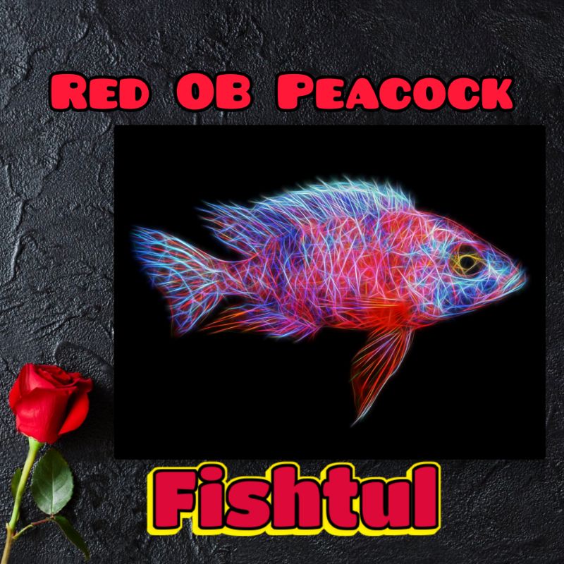 Jual Cichlid Red OB Peacock | Shopee Indonesia