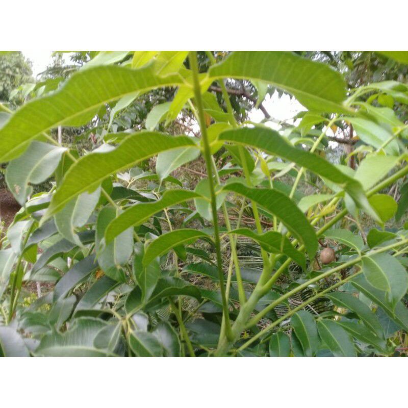 Jual Daun Kedondong pagar Segar daun kedondong jantan segar | Shopee ...