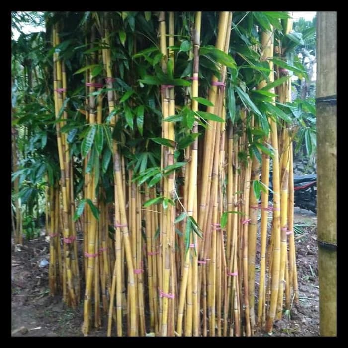 Jual stek tanaman bambu kuning bisa tanam di pot atau kebun taman ...