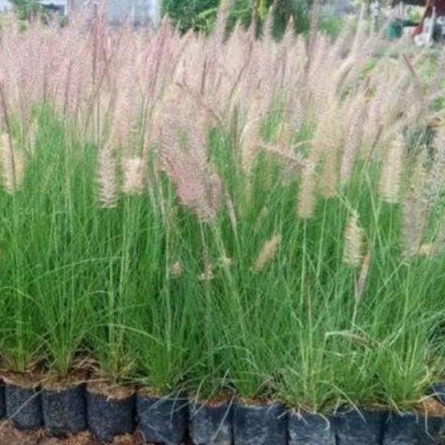Jual Tanaman Alang Alang / Ilalang Bunga Putih / Cogon Grass / Rumput ...