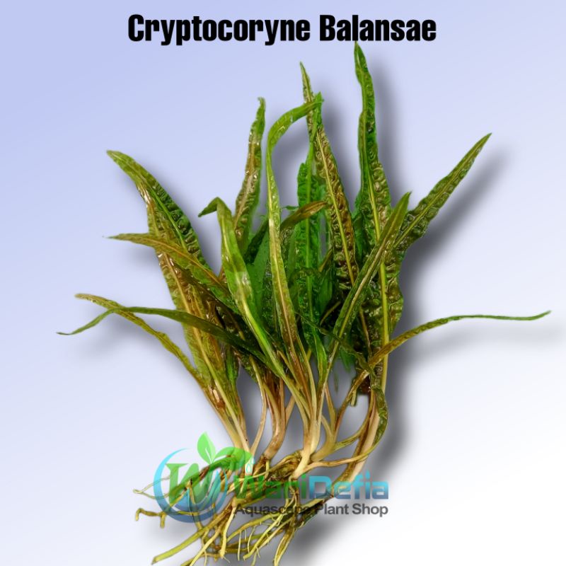 Jual Cryptocoryne Balansae Tanaman Aquascape 5-6 batang | Shopee Indonesia