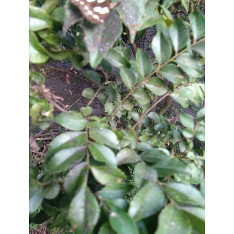 Jual Daun karih segar (100 gr) | Shopee Indonesia