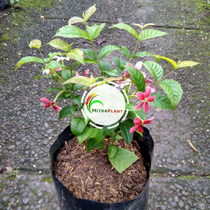 Jual bibit melati belanda pohon melati belanda melati rambat bunga ...