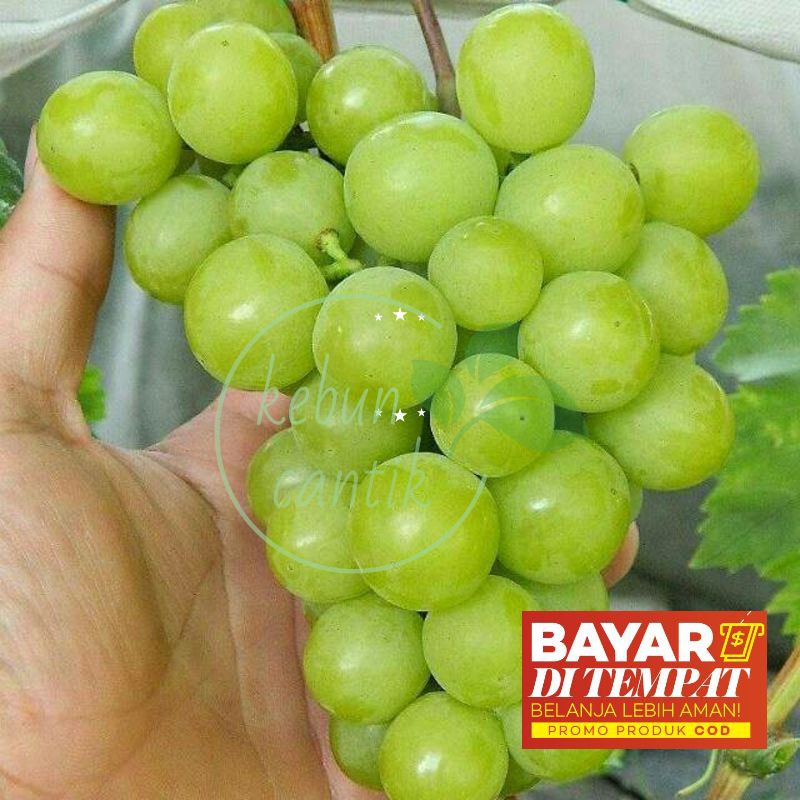 Jual BIBIT TANAMAN BUAH ANGGUR IMPORT SUPERIOR | Shopee Indonesia