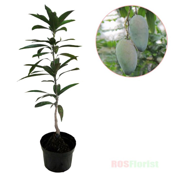 Jual Tanaman Buah Mangga Kio Jay | Shopee Indonesia