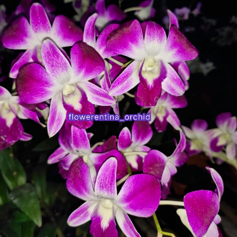 Jual Dendrobium bunga bulat (bibit/seedling) | Shopee Indonesia