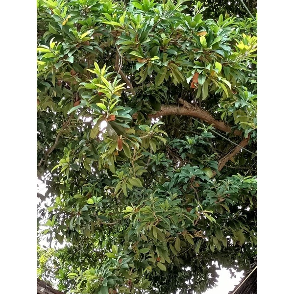 Jual Daun Sawo fresh 10 lembar | Shopee Indonesia