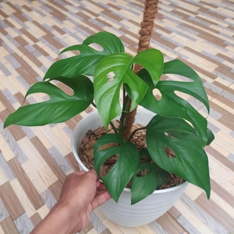 Jual tanaman hias monstera rafhidopora pertusa | Shopee Indonesia