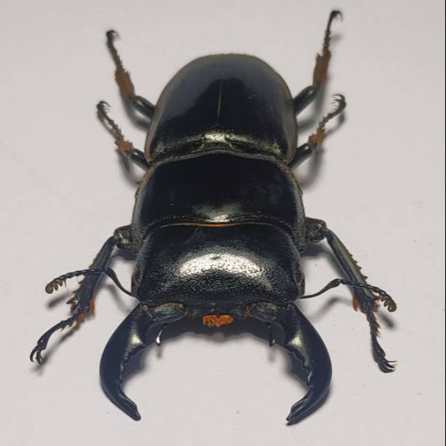 Jual AWETAN SERANGGA ASLI/TAXIDERMY KUMBANG CAPIT BUCEPHALUS | Shopee ...