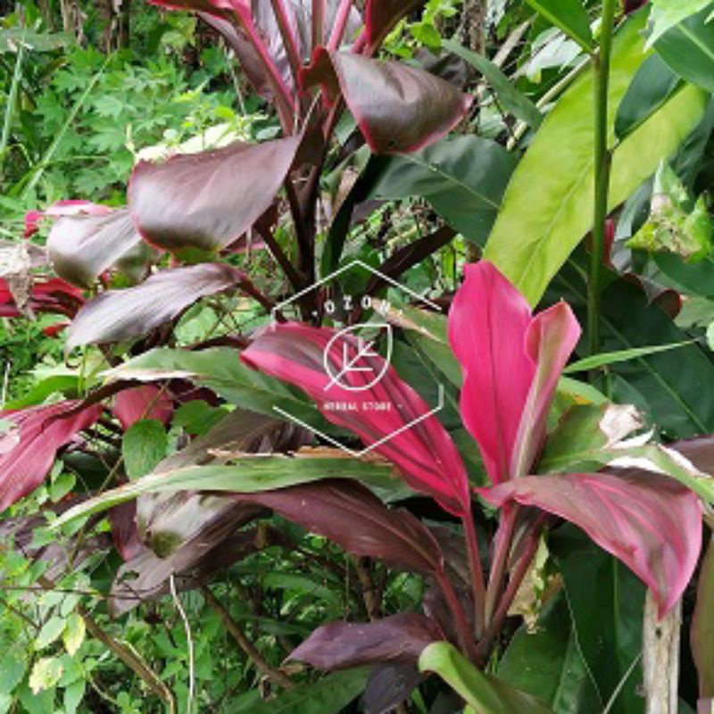 Jual 1 Lembar Daun Andong Merah atau Hanjuang Merah FRESH | Shopee ...