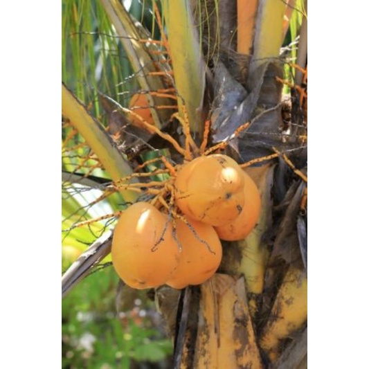 Jual Buah Kelapa Gading Muda | Shopee Indonesia