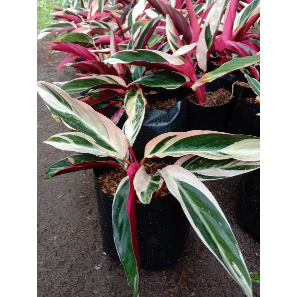 Jual tanaman hias bunga calathea multicolor merah putih meranti bali ...