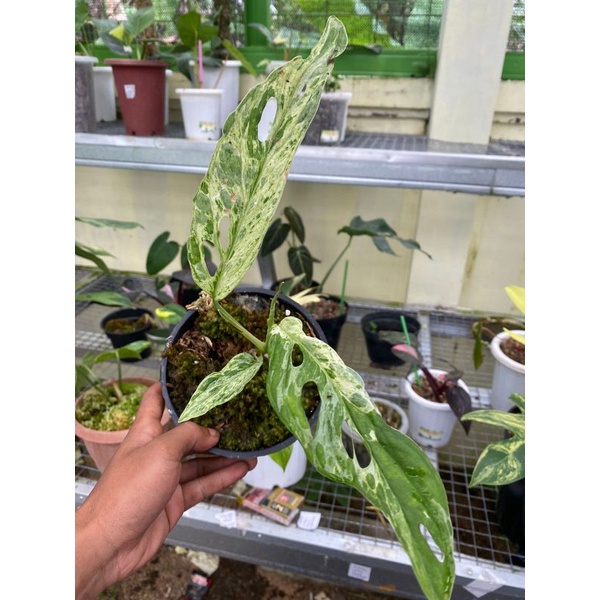 Jual Monstera Andansonii Local / Janda Bolong Varigata Local | Shopee ...