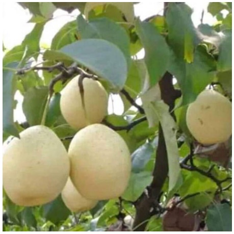Jual Bibit Buah Pir/PER Hasil Cangkok 30-60cm Cepat Berbuah | Shopee ...