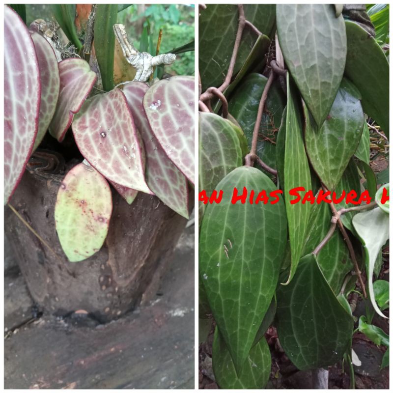 Jual Paket hemat 2 jenis tanaman hias anggrek Hoya | Shopee Indonesia