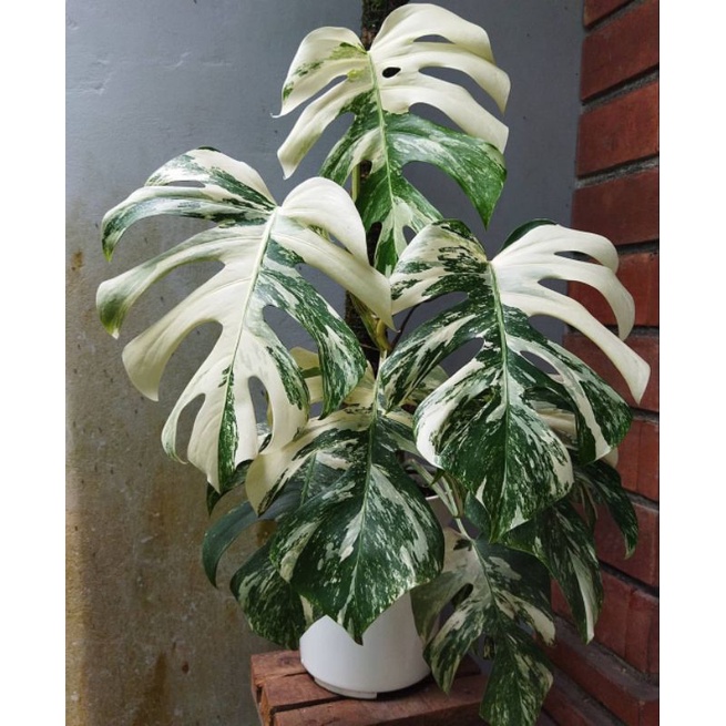 Jual ASLI Monstera Varigata Epipremnum / monstera variegata Epipremnum | Shopee Indonesia