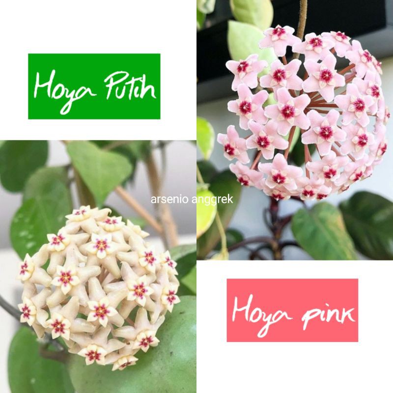 Jual Anggrek Hoya Putih dan Pink | Shopee Indonesia