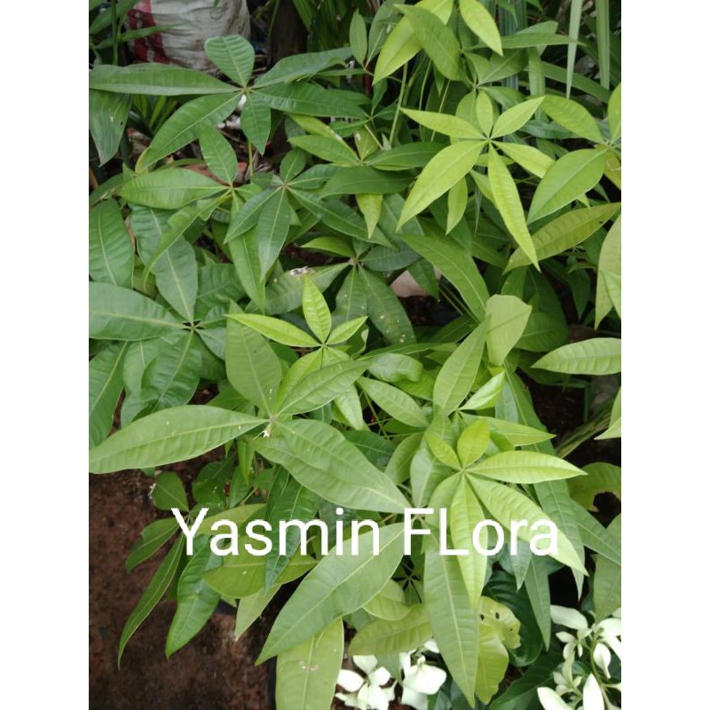 Jual TANAMAN HIAS PACIRA /POHON DUIT KEPANG 5 | Shopee Indonesia