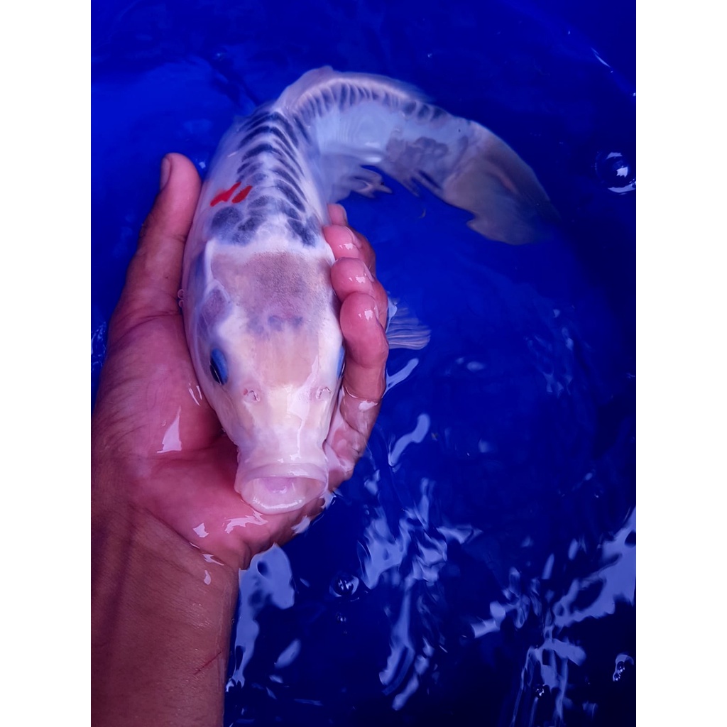 Jual KUJAKU DOITSU RING SUSUI 34CM | Shopee Indonesia