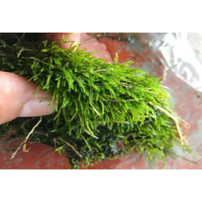 Jual java moss full air per mika | Shopee Indonesia