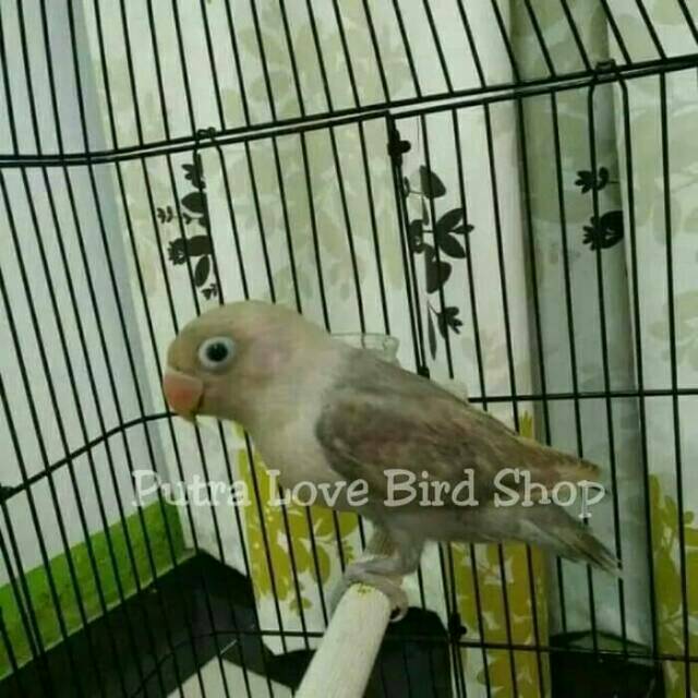 Jual Love Bird mocca/Mouve balibu (Paud) | Shopee Indonesia
