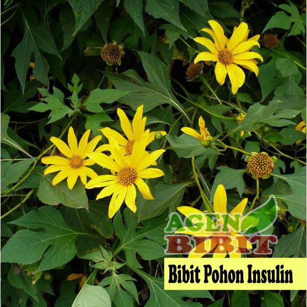 Jual Bibit Pohon Daun Insulin 30-40 cm - Kipahit - Tanaman Obat Herbal ...