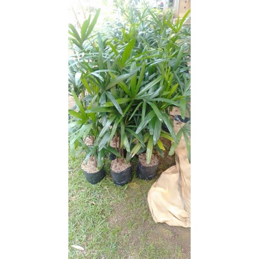 Jual TANAMAN HIAS PALEM REGU | Shopee Indonesia