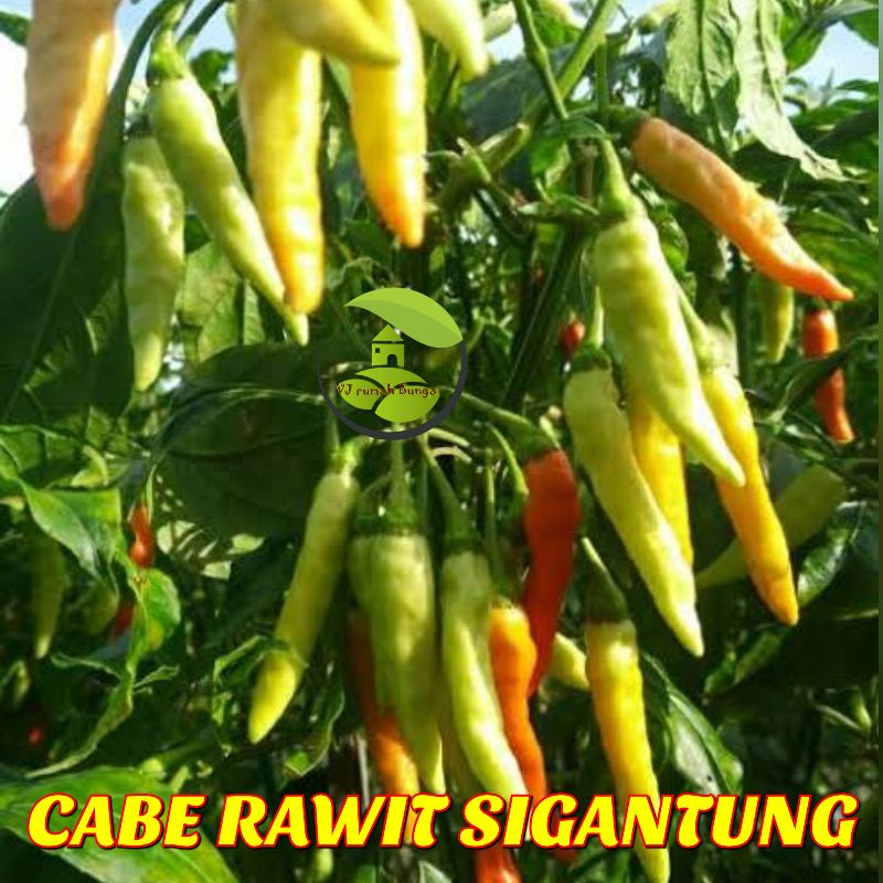 Jual 20Biji-Benih Bibit Cabe Rawit Setan Merunduk Sigantung Benih Cabai ...