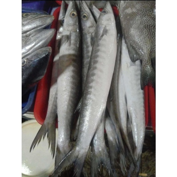 Jual Ikan Kacang Segar Fresh 1 Kg | Shopee Indonesia