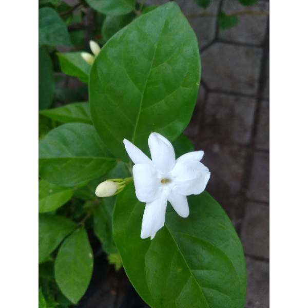 Jual Bunga Melati Wangi Tanaman Bunga Melati | Shopee Indonesia