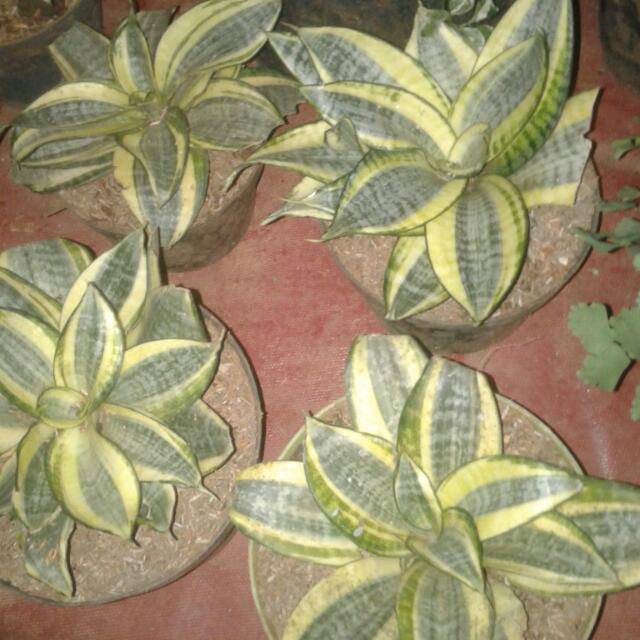 Jual Pohon hias sensivera kodok tanaman sensivera kodok | Shopee Indonesia Jual Pohon hias sensivera kodok tanaman sensivera kodok | Shopee Indonesia