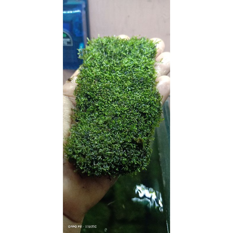 Jual MOSS RICARDIA MINI CLUMP 10X5 | MOSS AQUASCAPE | Shopee Indonesia
