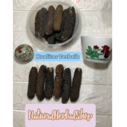 Jual GAMAT Teripang Laut Sea Cucumber Timun Laut Teripang ASLI BANGKA ...