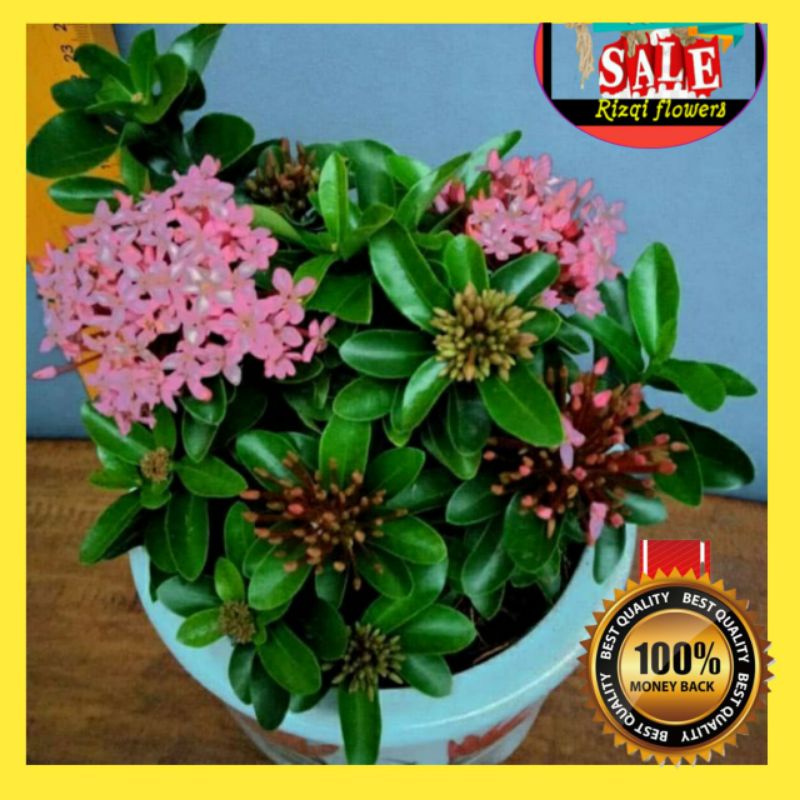 Jual Tanaman hias hidup bunga asoka jabon hiasan taman | Shopee Indonesia