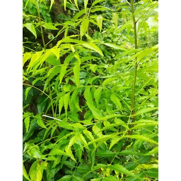 Jual Daun Mindi/Mimba Segar 1kg (obat herbal gatal gatal) | Shopee ...
