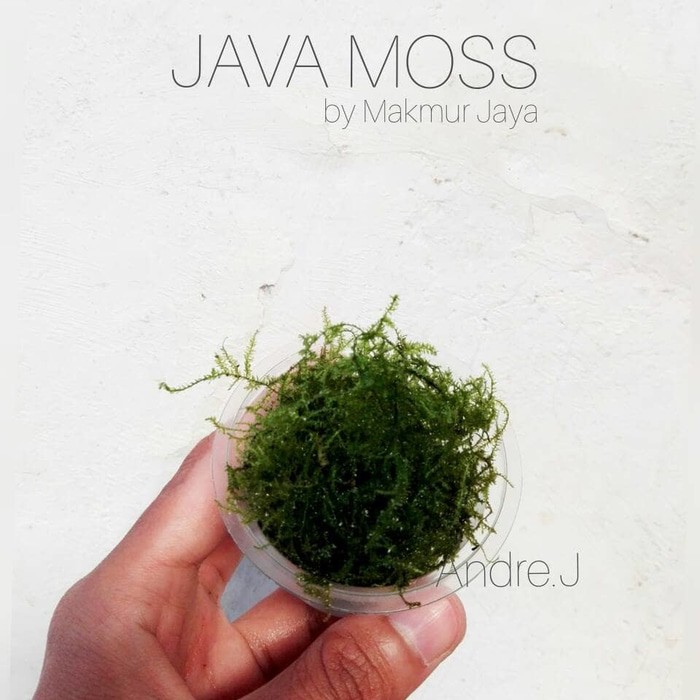Jual JAVA MOSS WABIKUSA AQUATIC PLANT AQUASCAPE | Shopee Indonesia