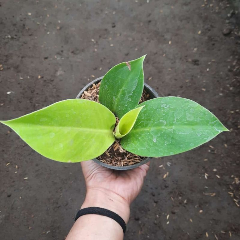 Jual Tanaman hias philodendron monligh lemon/Tanaman hias philodendron ...