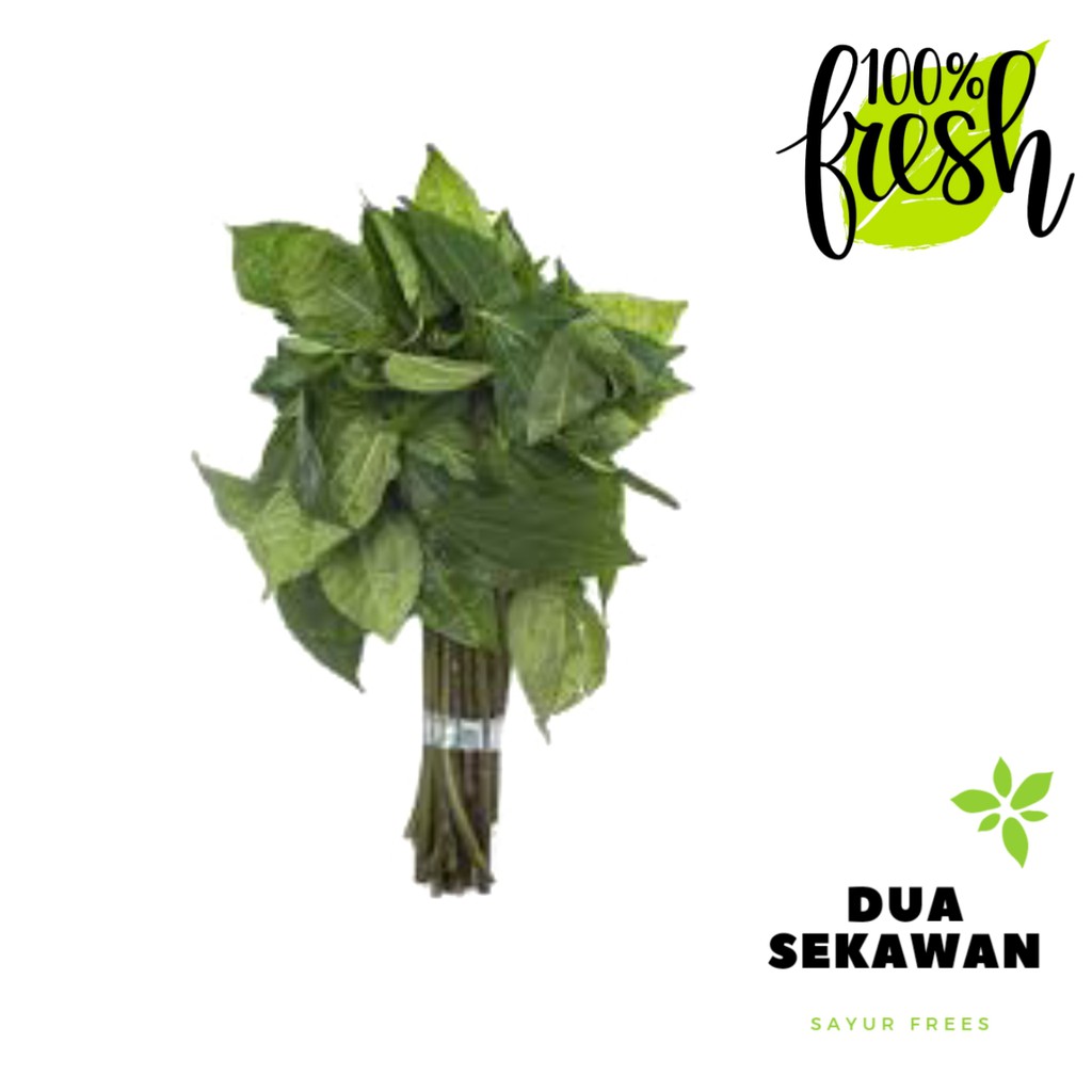Jual Dua Sekawan || popohan segar 1ikat | Shopee Indonesia