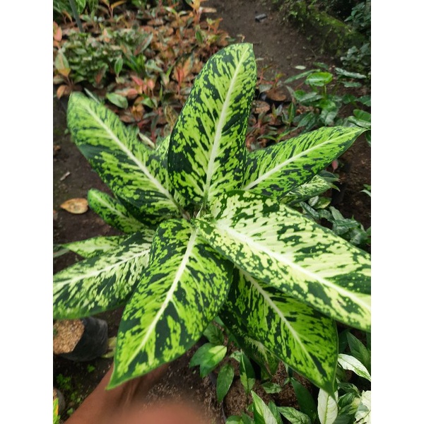 Jual tanaman hias diven candi - ciangmai - bunga diven braziliaa ...